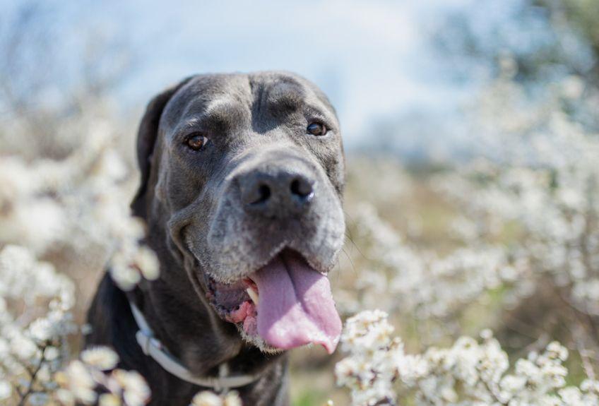 CANE CORSO ITALIANO – charakter, opis rasy, cena | Psy.pl